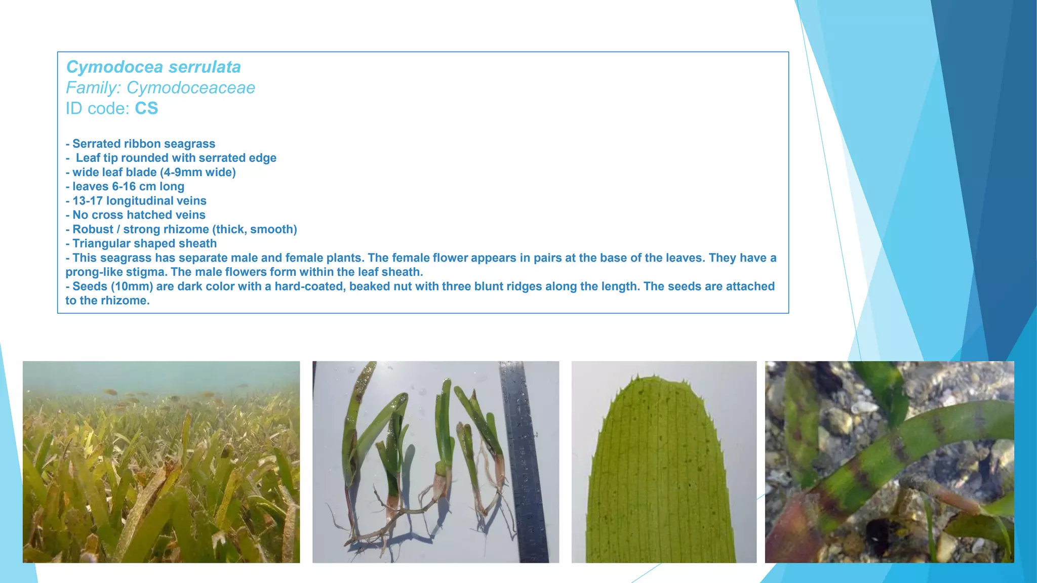 FIELD GUIDE TO SEAGRASS | PDF