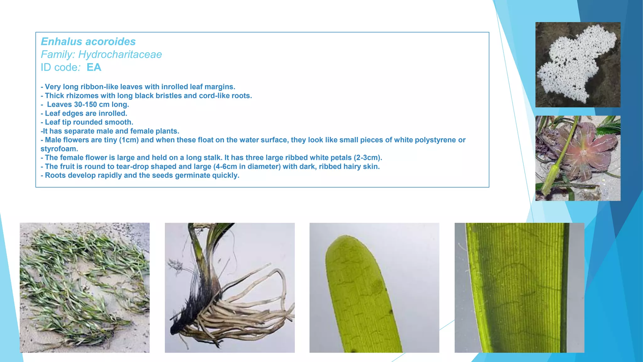 FIELD GUIDE TO SEAGRASS | PDF