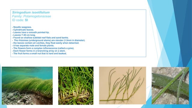 FIELD GUIDE TO SEAGRASS | PDF