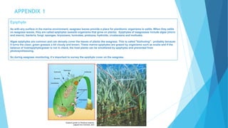 FIELD GUIDE TO SEAGRASS | PDF