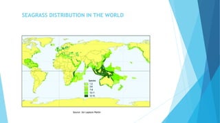 FIELD GUIDE TO SEAGRASS | PDF