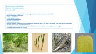 FIELD GUIDE TO SEAGRASS | PDF