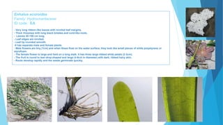 FIELD GUIDE TO SEAGRASS | PDF