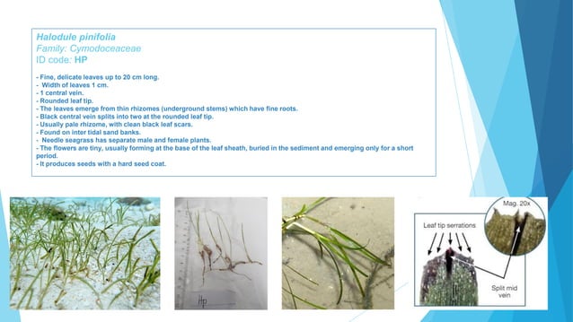 FIELD GUIDE TO SEAGRASS | PDF