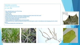 FIELD GUIDE TO SEAGRASS | PDF