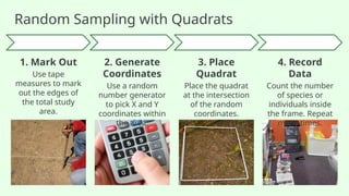 Fieldwork Techniques: Using Quadrats, Transects, and Data Analysis in ...