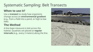 Fieldwork Techniques: Using Quadrats, Transects, and Data Analysis in ...