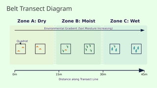 Fieldwork Techniques: Using Quadrats, Transects, and Data Analysis in ...