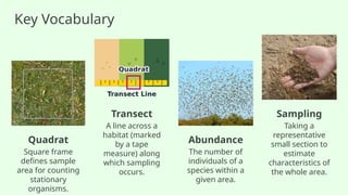 Fieldwork Techniques: Using Quadrats, Transects, and Data Analysis in ...