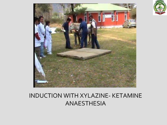Field anesthesia horse | PPT | Chemistry | Science