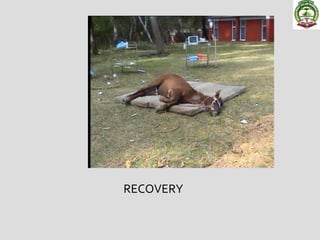 Field anesthesia horse | PPT