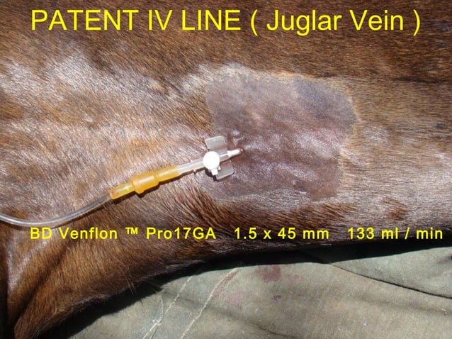 Field anesthesia horse | PPT | Chemistry | Science
