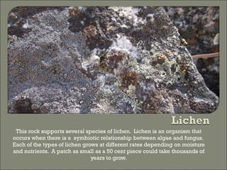 Field biology39.ppt older version | PPT | Gardening | Home & Garden