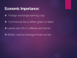 Introdection Prodection Technology of TEA | PPTX
