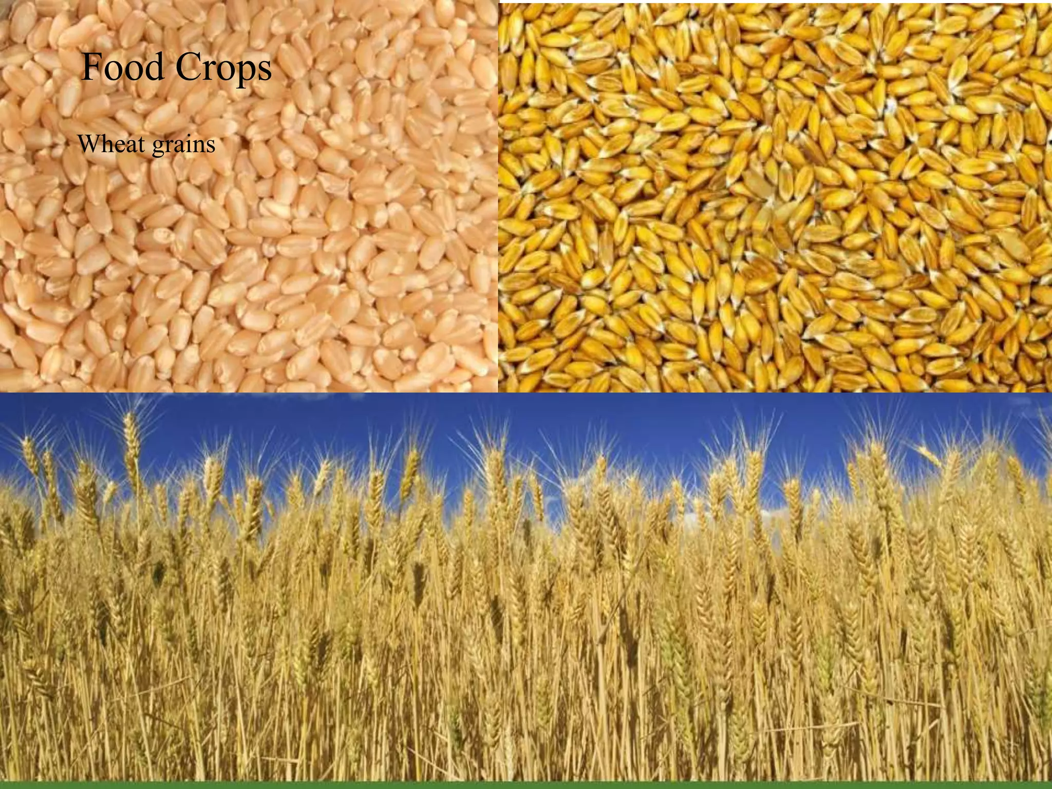Major crops of Pakistan | PPTX