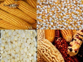 Major crops of Pakistan | PPTX