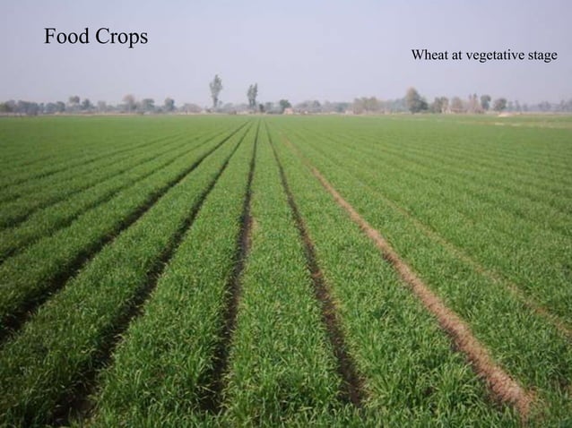 Major crops of Pakistan | PPTX | Agriculture | Industries