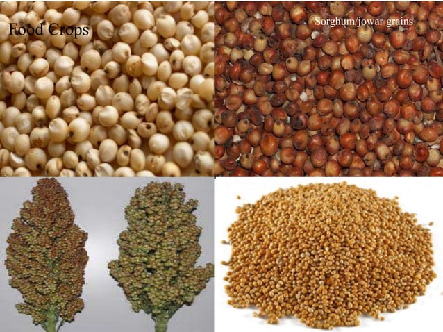 Major crops of Pakistan | PPTX | Agriculture | Industries
