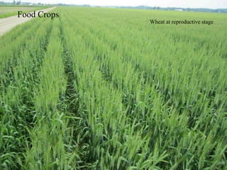 Major crops of Pakistan | PPTX