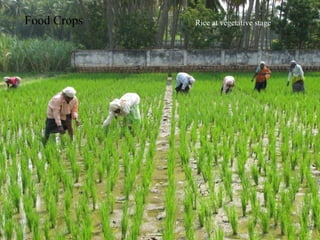 Major crops of Pakistan | PPTX