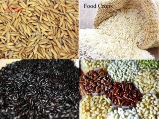 Major crops of Pakistan | PPTX