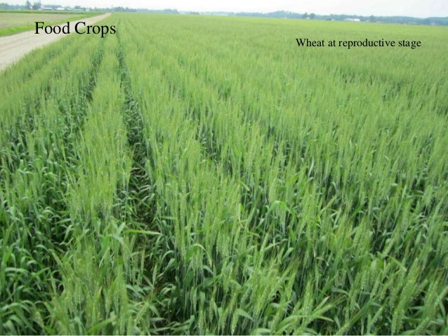 Major Crops Of Washington State