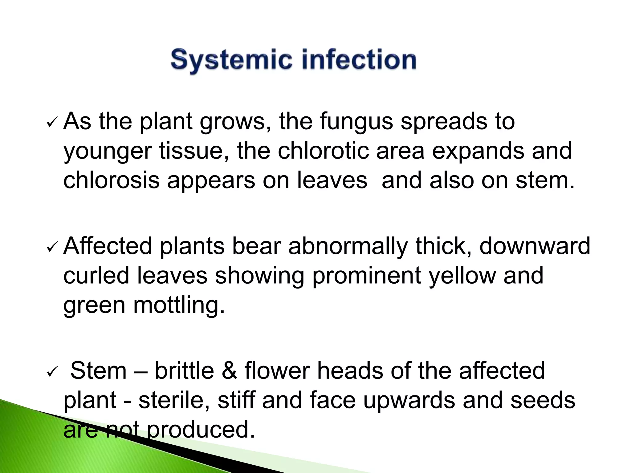 DISEASES OF SUNFLOWER AND CASTOR | PPTX