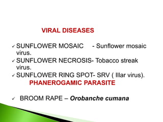 DISEASES OF SUNFLOWER AND CASTOR | PPTX