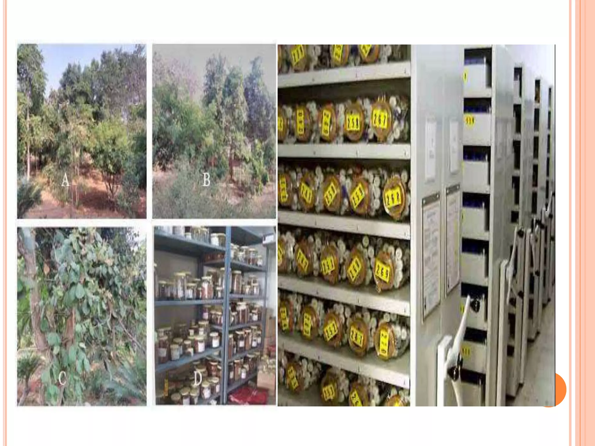 Field gene bank and seed bank bhavubha | PPTX