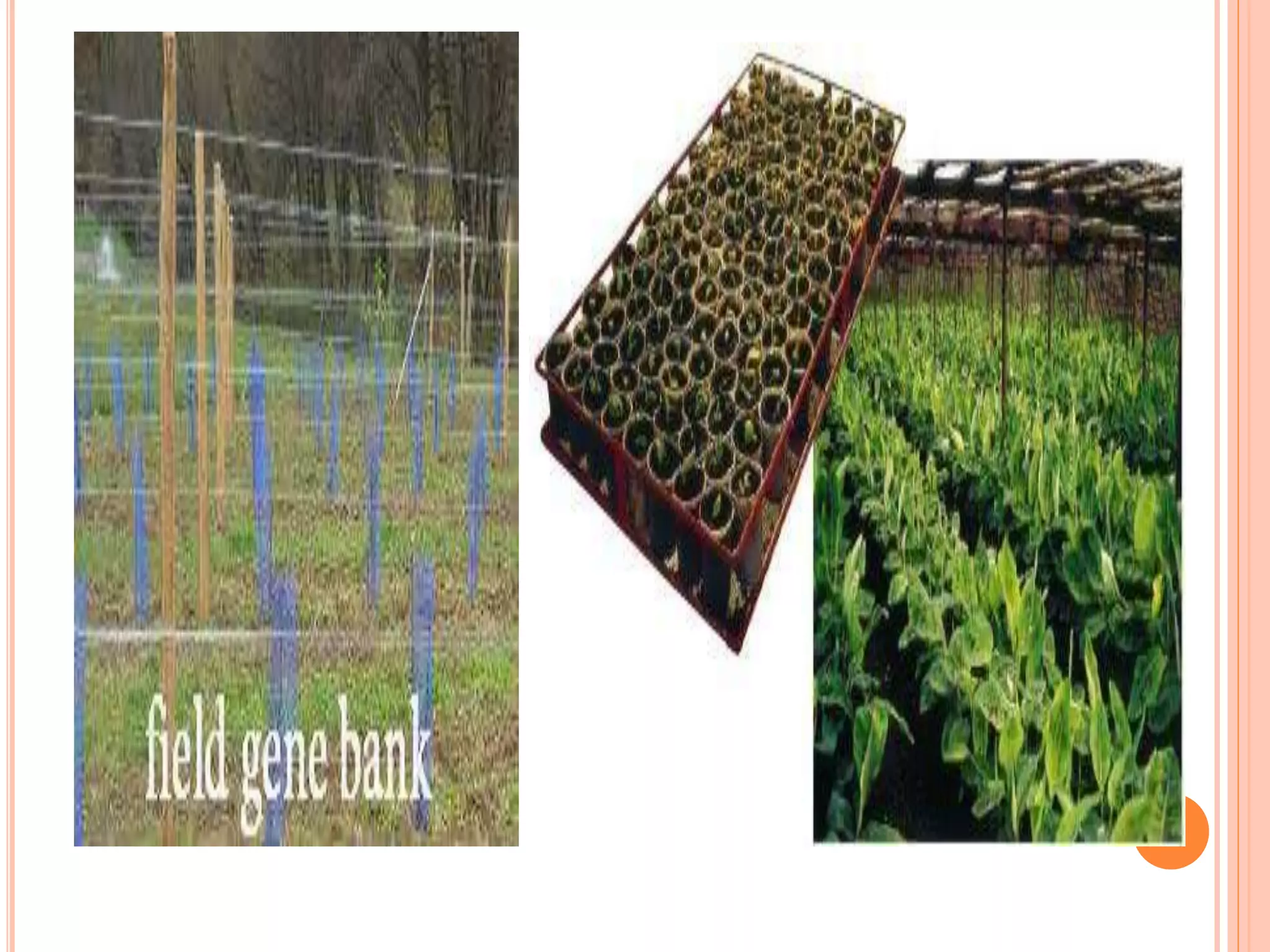 Field gene bank and seed bank bhavubha | PPTX
