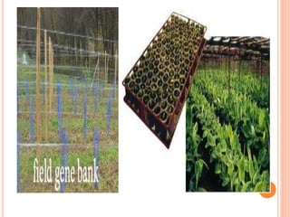 Field gene bank and seed bank bhavubha | PPTX
