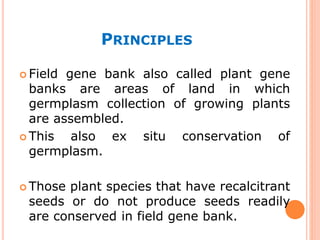 Field gene bank and seed bank bhavubha | PPTX