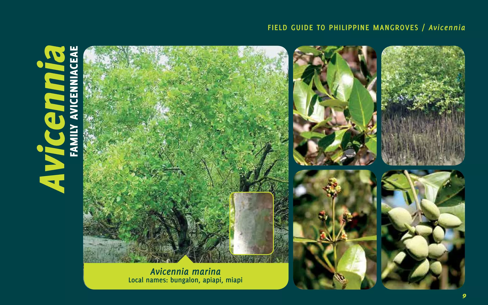 Field Guide to Phil. Mangroves.pdf