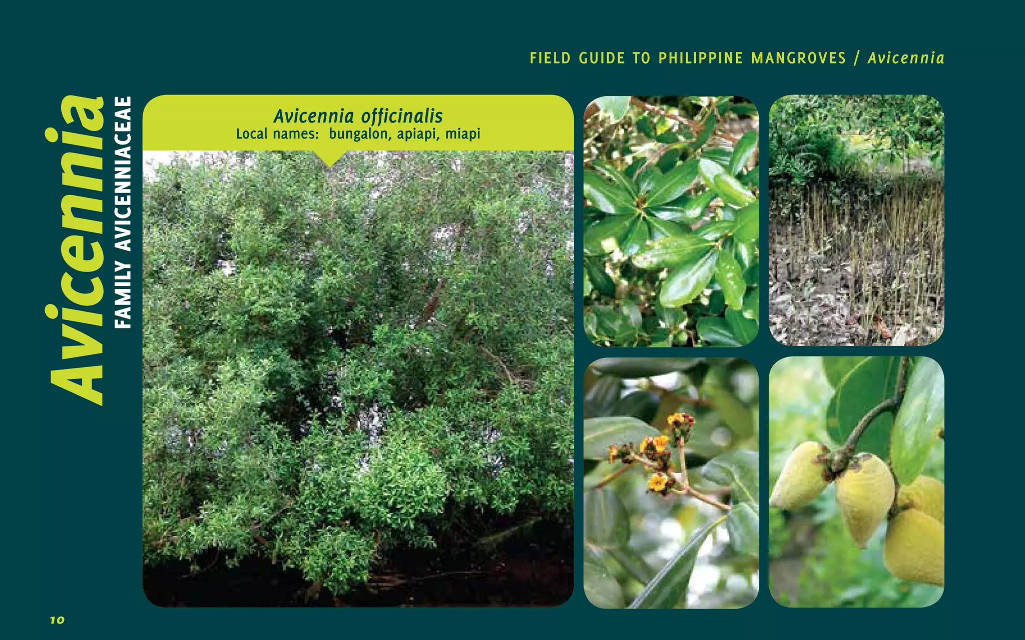 Field Guide to Phil. Mangroves.pdf