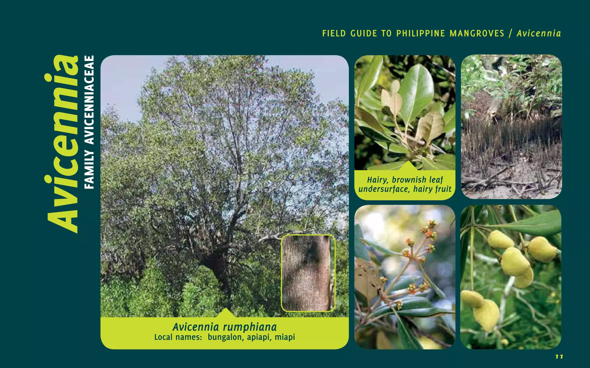 Field Guide to Phil. Mangroves.pdf