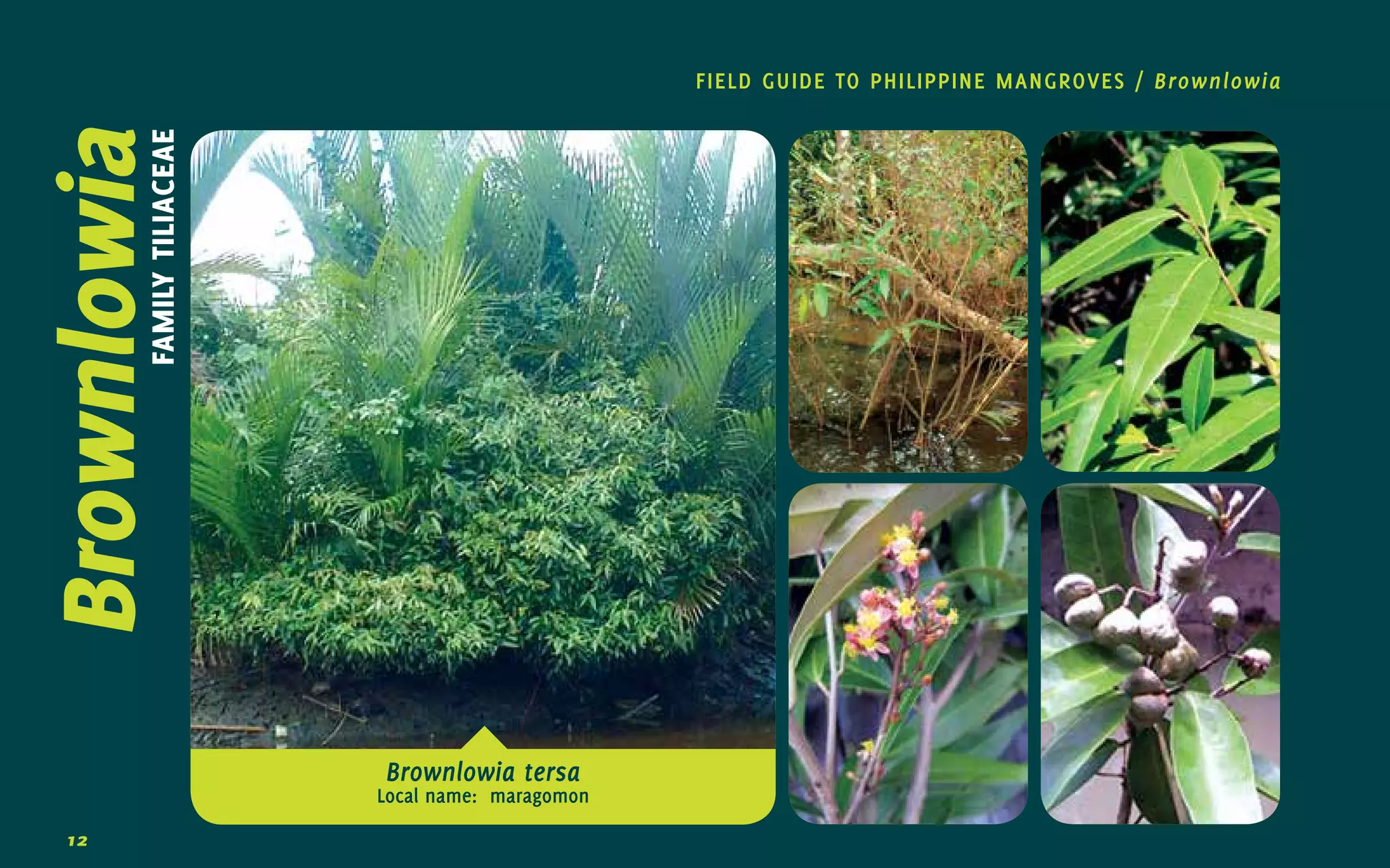 Field Guide to Phil. Mangroves.pdf