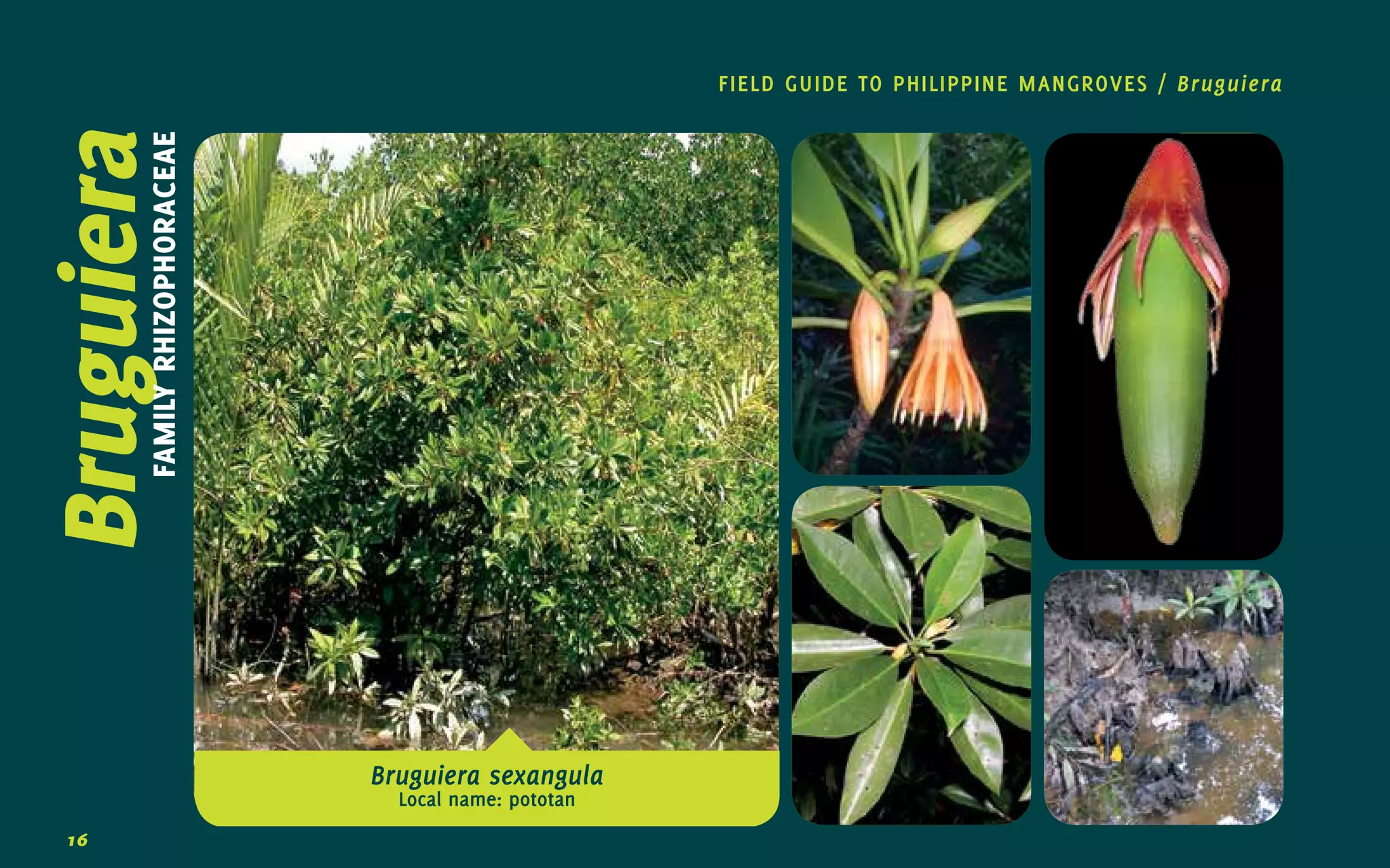Field Guide to Phil. Mangroves.pdf