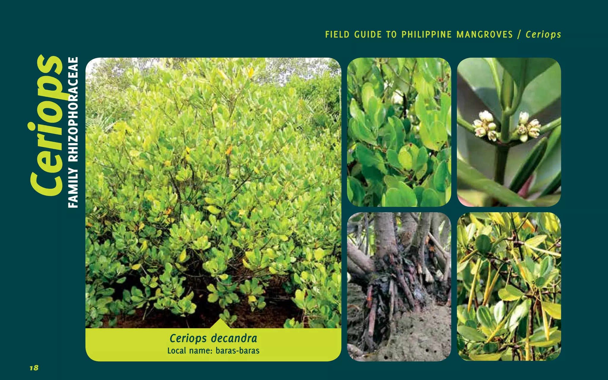 Field Guide to Phil. Mangroves.pdf