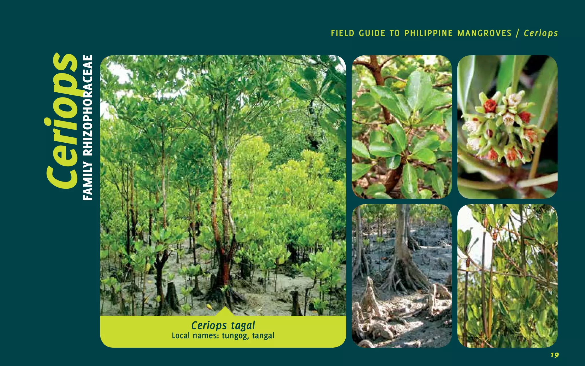 Field Guide to Phil. Mangroves.pdf