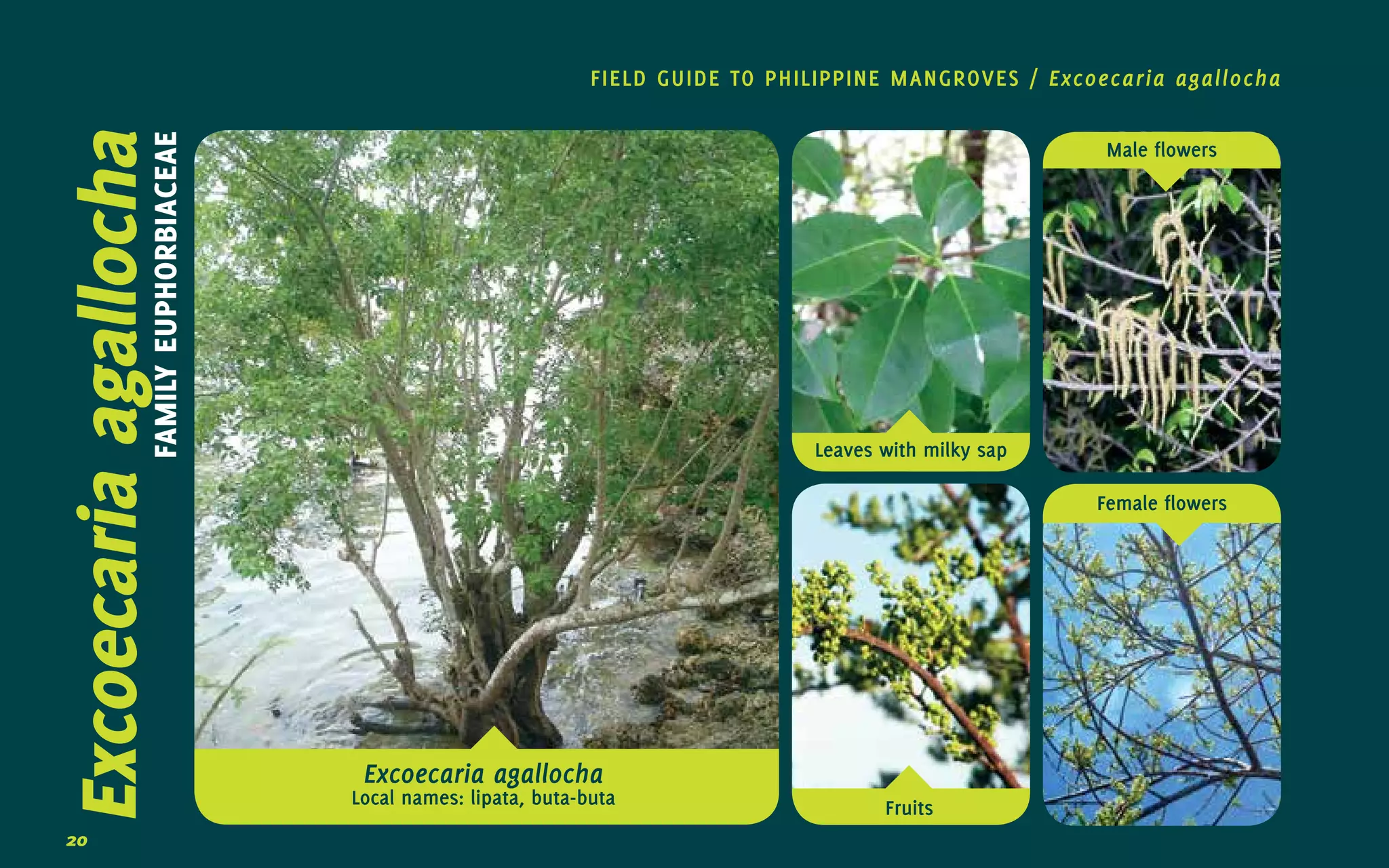 Field Guide to Phil. Mangroves.pdf
