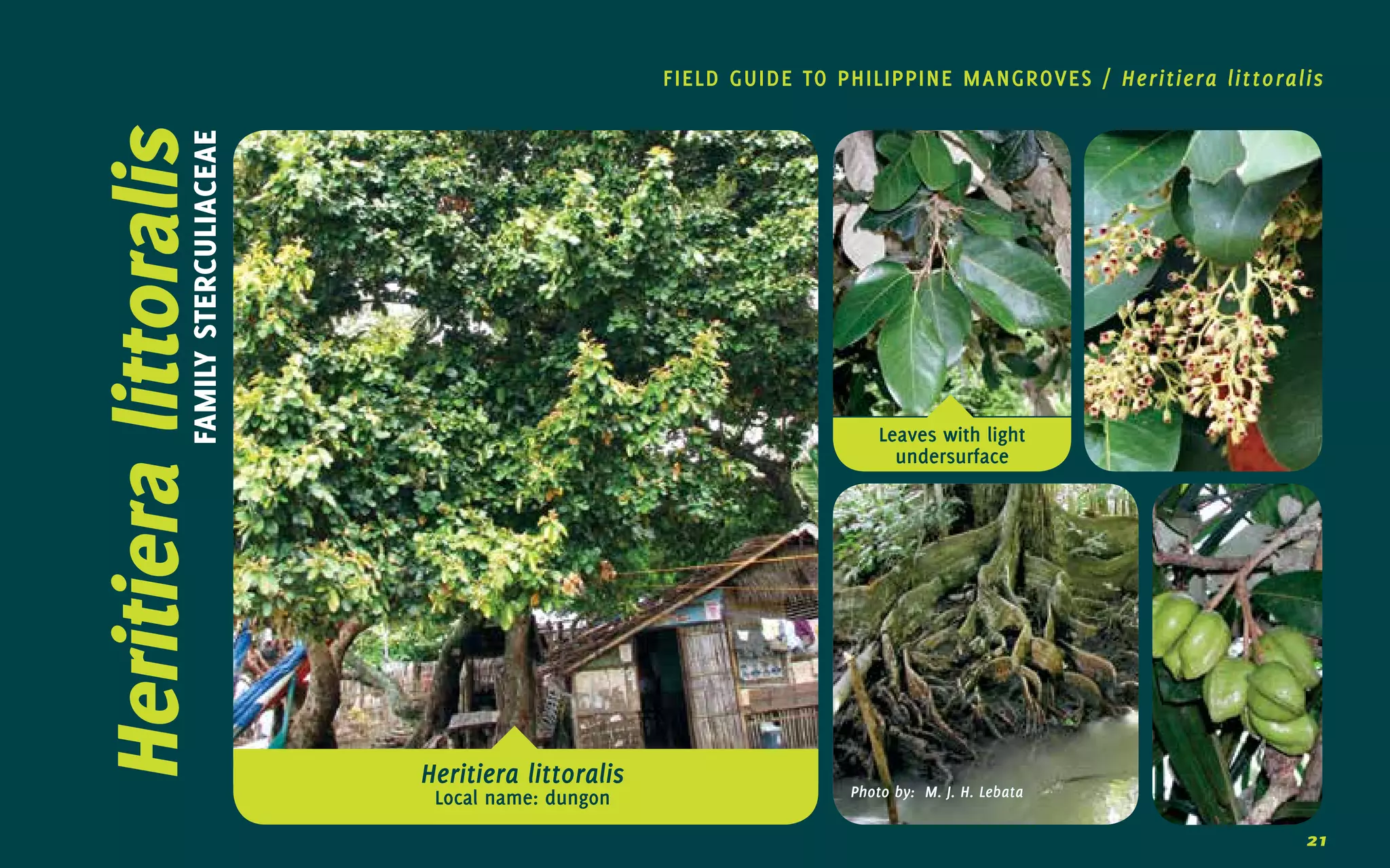 Field Guide to Phil. Mangroves.pdf