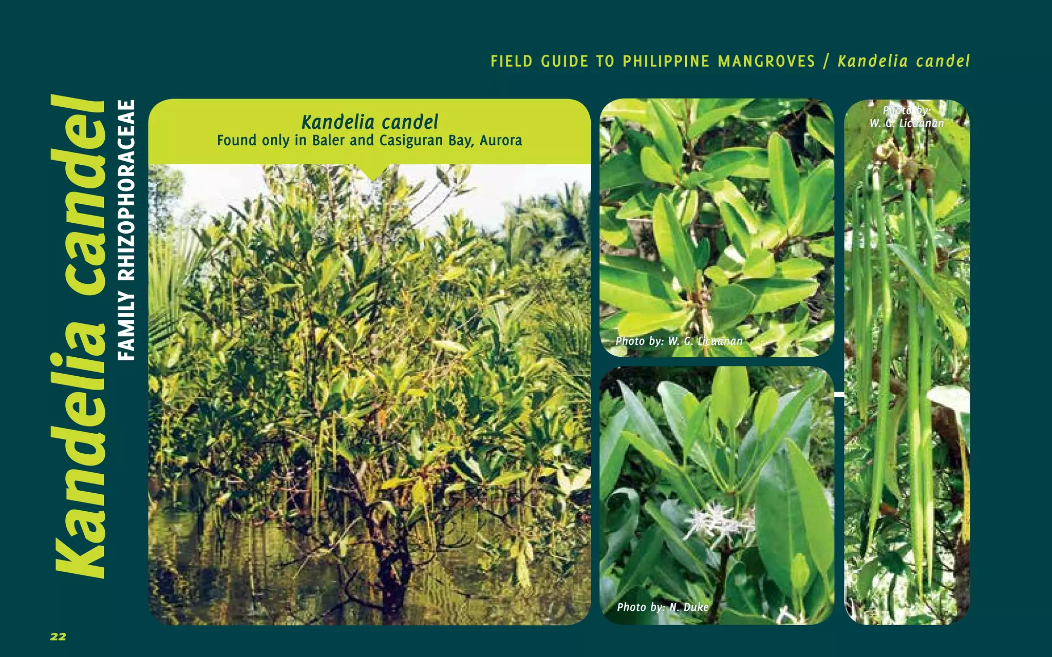 Field Guide to Phil. Mangroves.pdf