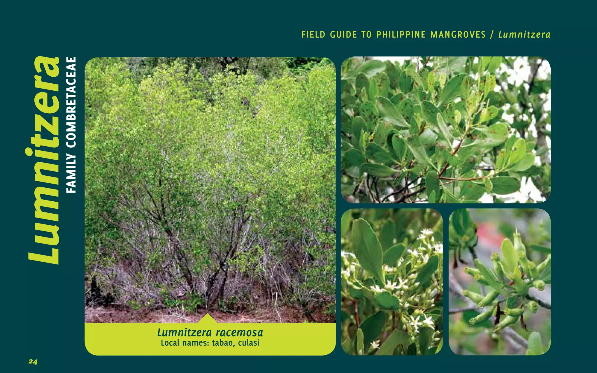Field Guide to Phil. Mangroves.pdf