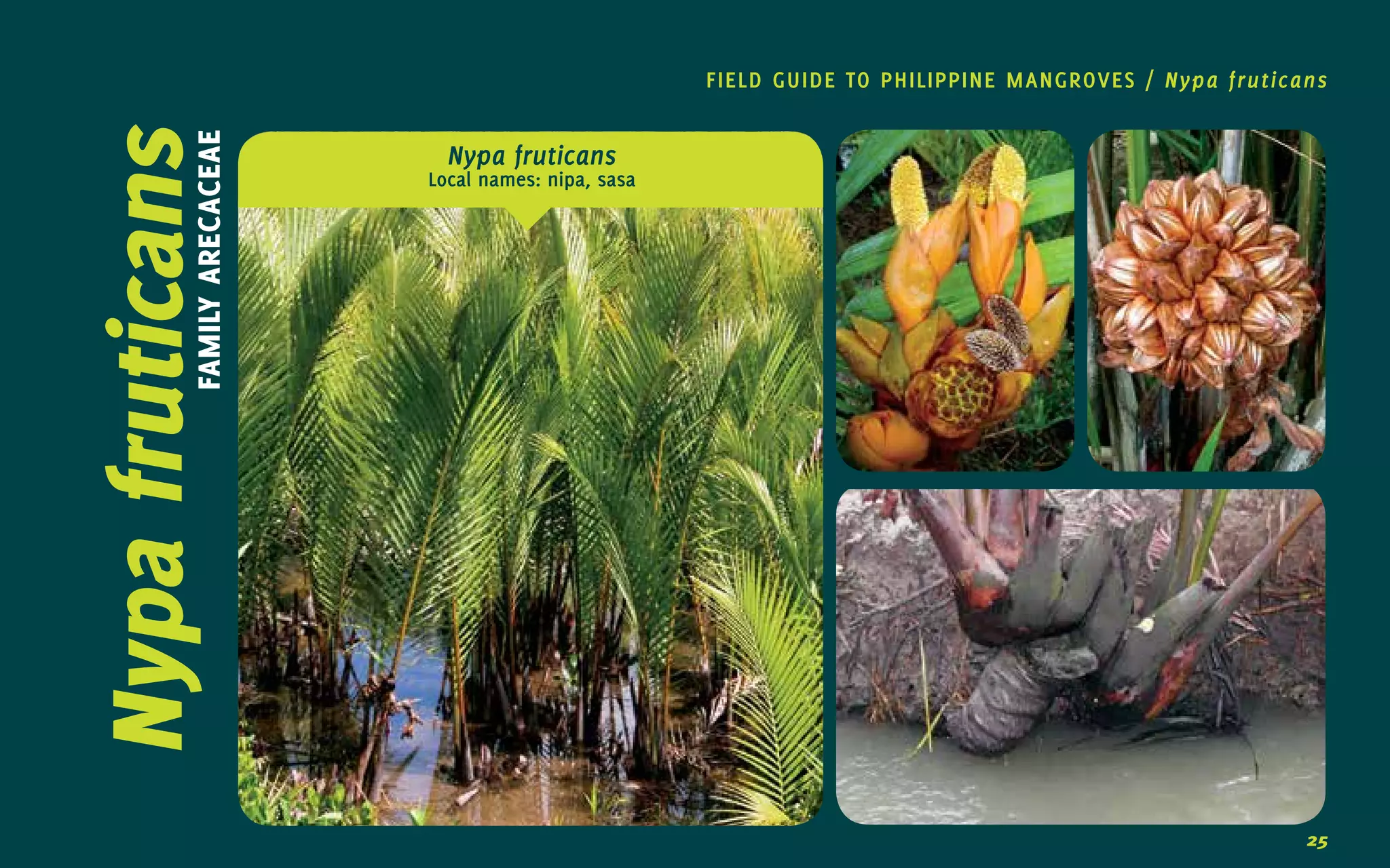 Field Guide to Phil. Mangroves.pdf