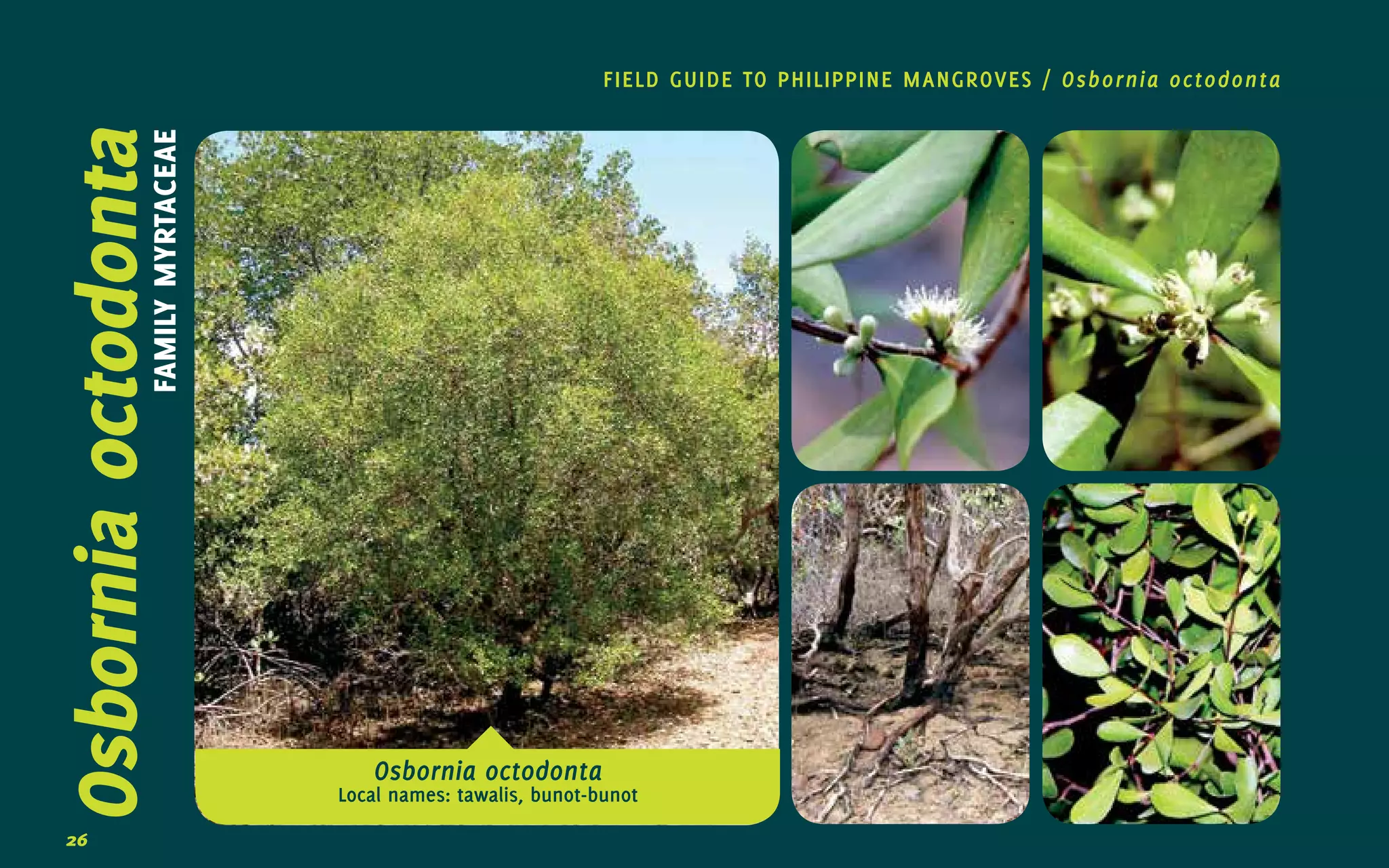 Field Guide to Phil. Mangroves.pdf