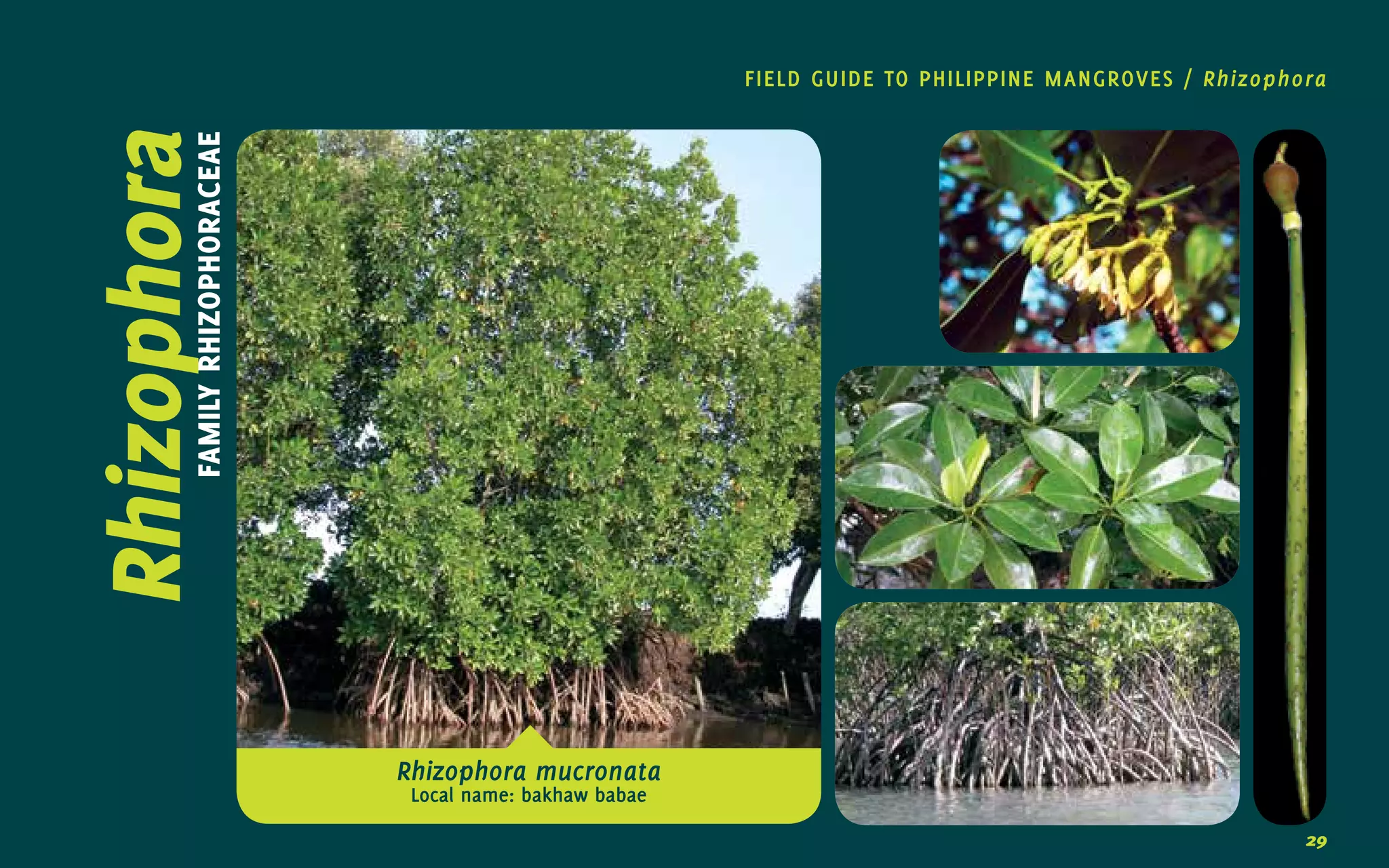 Field Guide to Phil. Mangroves.pdf