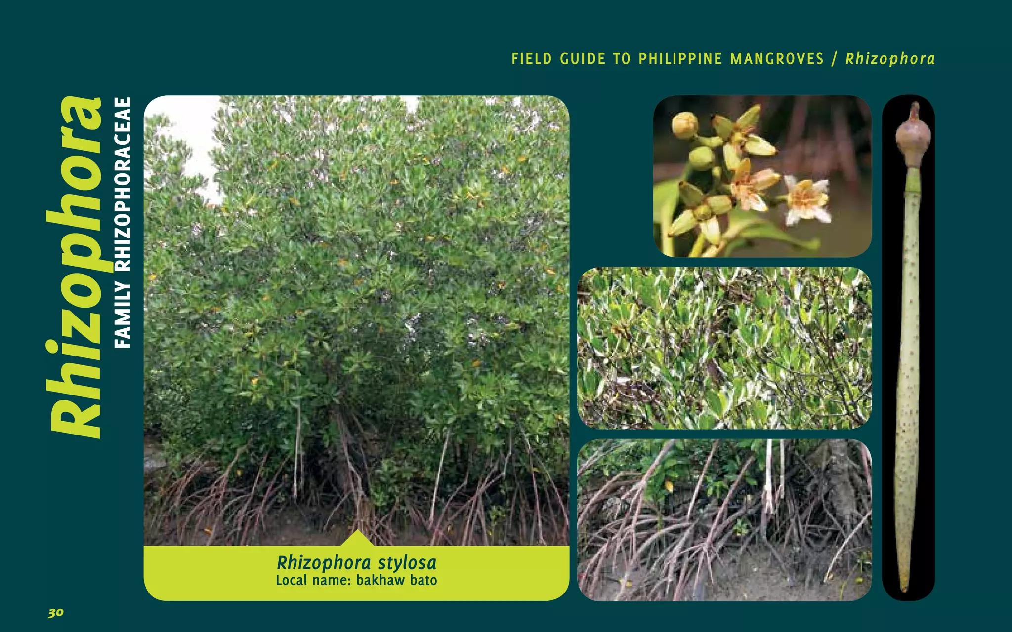 Field Guide to Phil. Mangroves.pdf