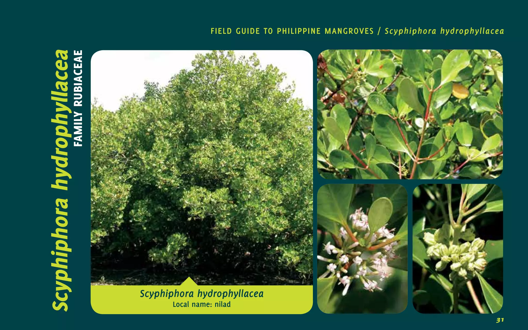 Field Guide to Phil. Mangroves.pdf