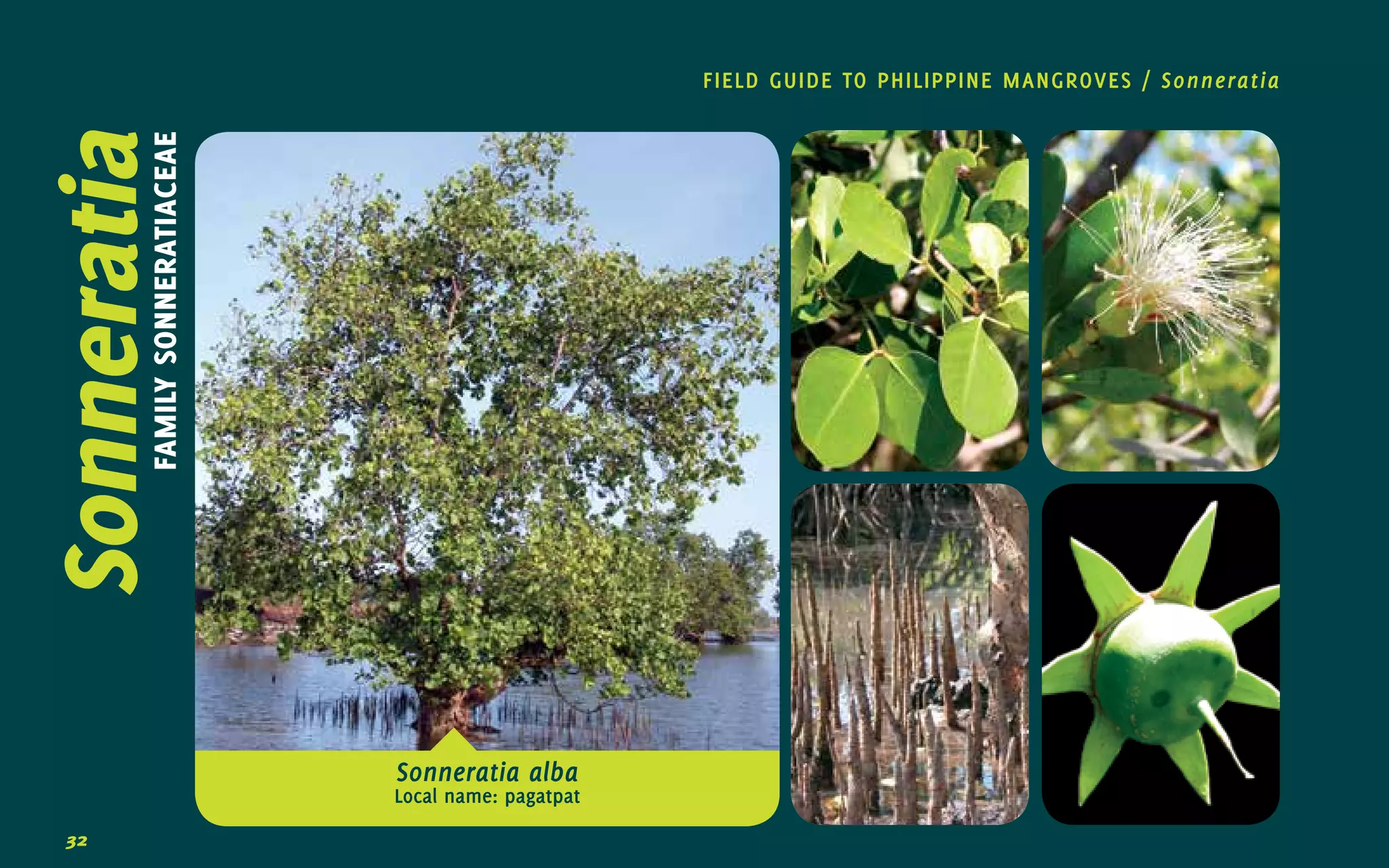 Field Guide to Phil. Mangroves.pdf