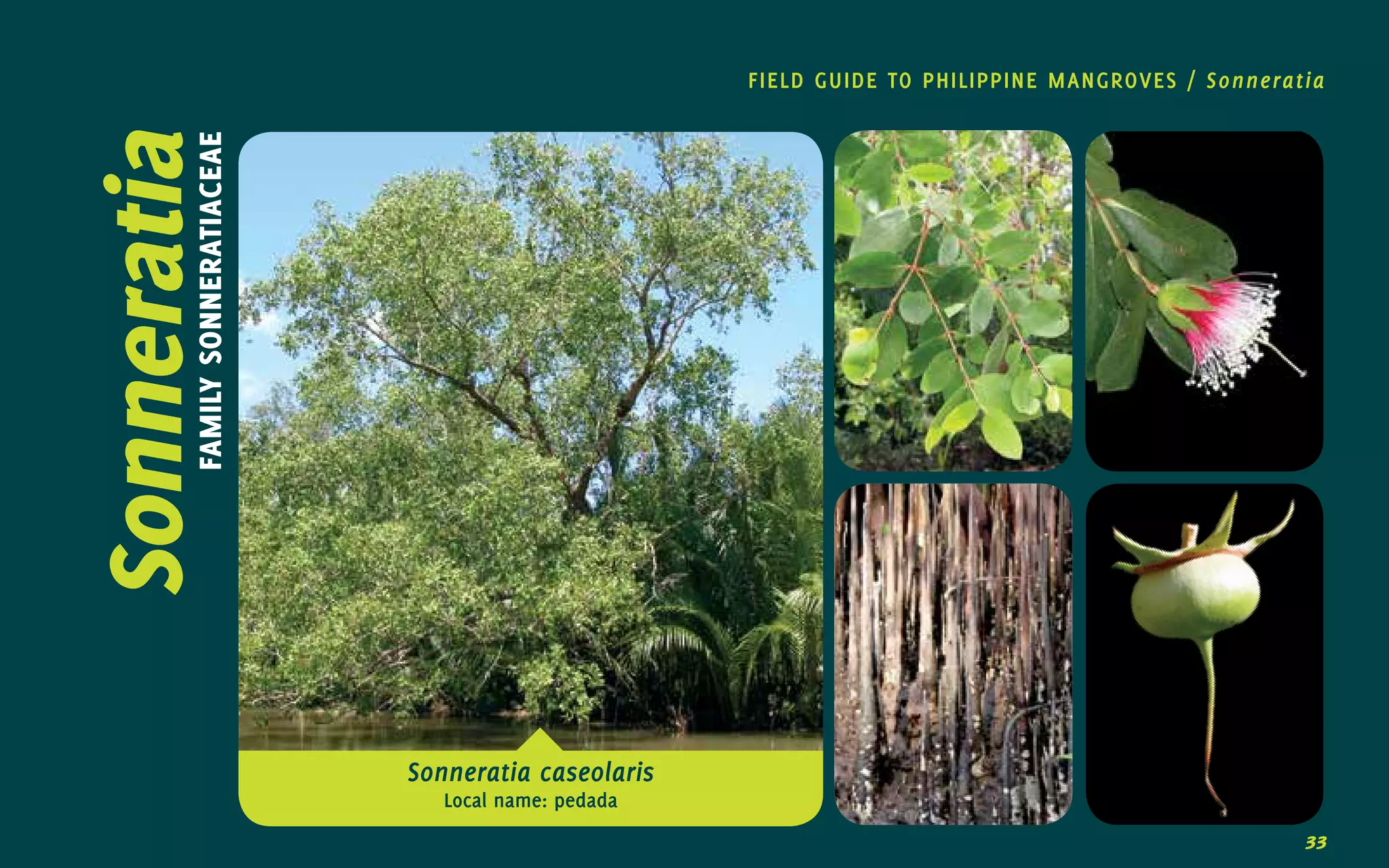 Field Guide to Phil. Mangroves.pdf